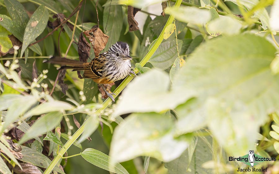 Santa Marta Escape Birding Tour - Birding Ecotours