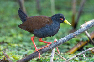Birding Tours Worldwide - Home - Birding Ecotours