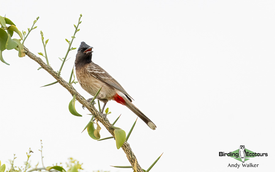 Oman Birding Tours - Birding Ecotours