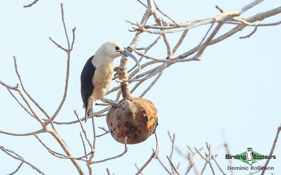 Madagascar: Rare birds and mammals of the west
