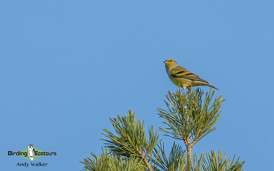 Spain birding Tours - European Birding Tours - Birding Ecotours