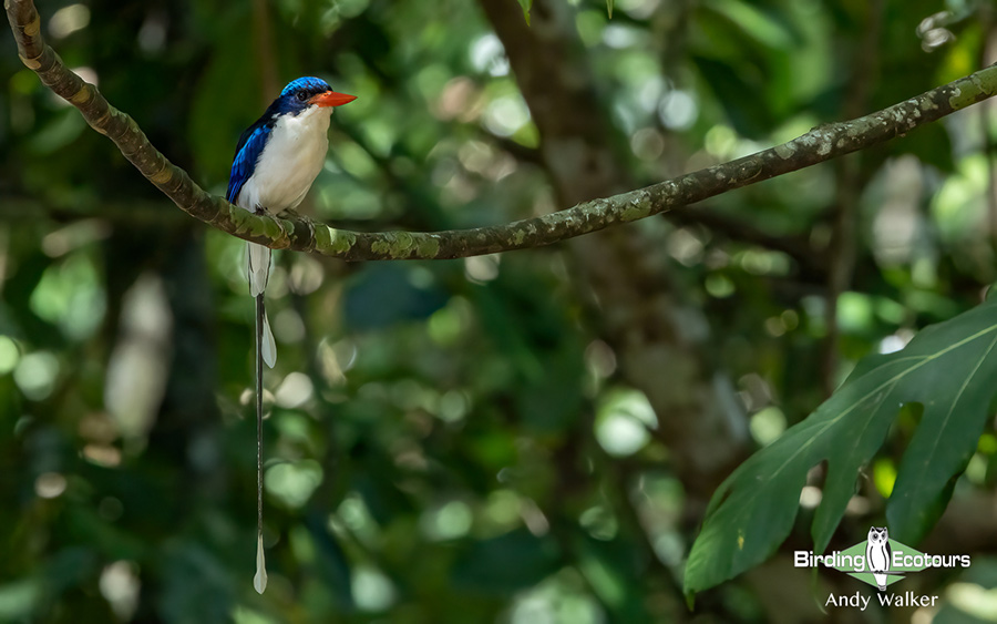 Papua New Guinea - Birding Ecotours