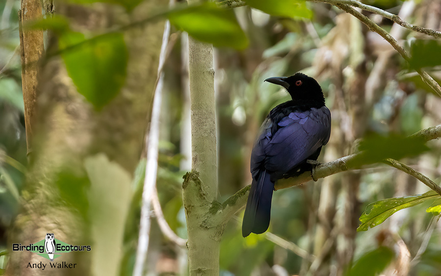 Papua New Guinea - Birding Ecotours