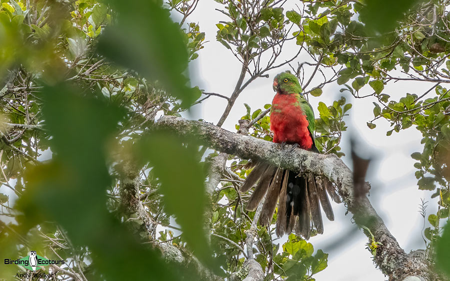 Papua New Guinea - Birding Ecotours