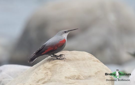 Top 10 birds to see in Spain - Birding Ecotours