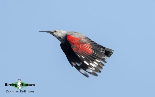 Top 10 birds to see in Spain - Birding Ecotours