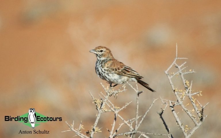 Red Lark – a remarkably localized endemic of South Africa