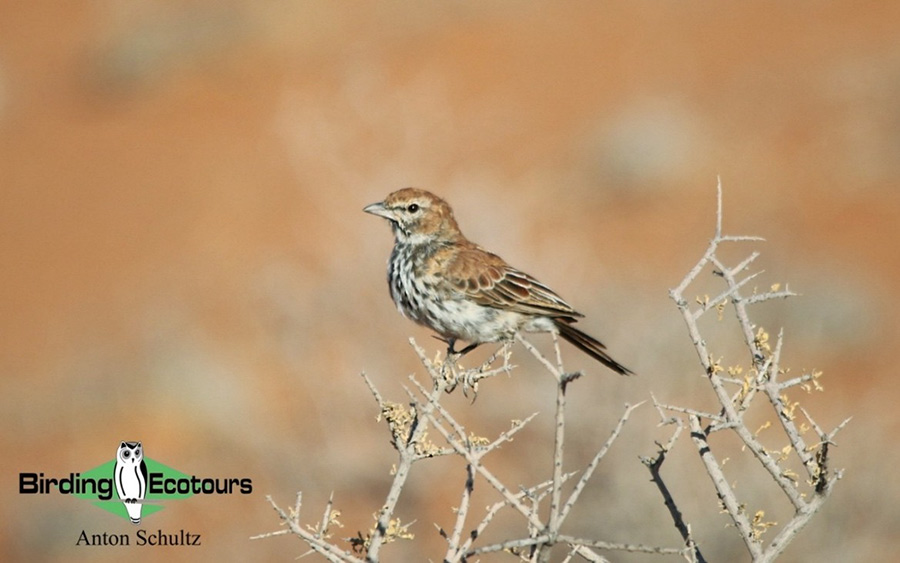 Red Lark – a remarkably localized endemic of South Africa