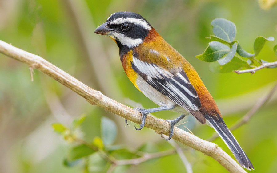 Mexico Birding Tour: Yucatán and Cozumel Island Extension