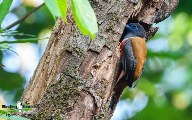 India Birding Tour: Western Ghats and Nilgiri Endemics