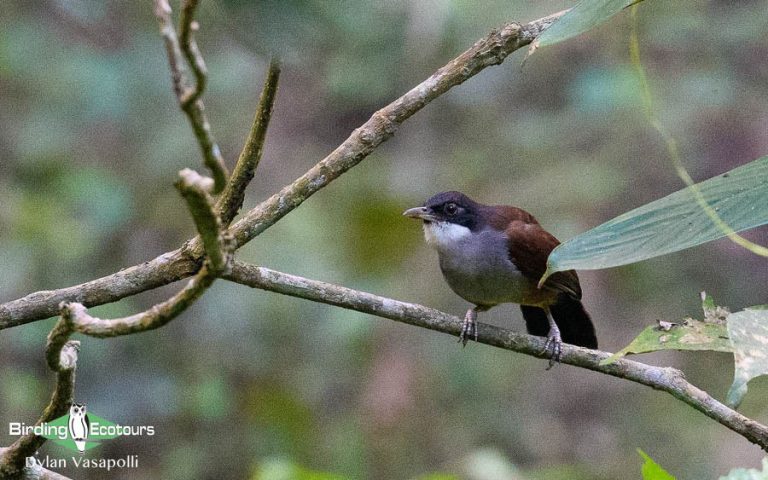 India Birding Tour: Western Ghats and Nilgiri Endemics